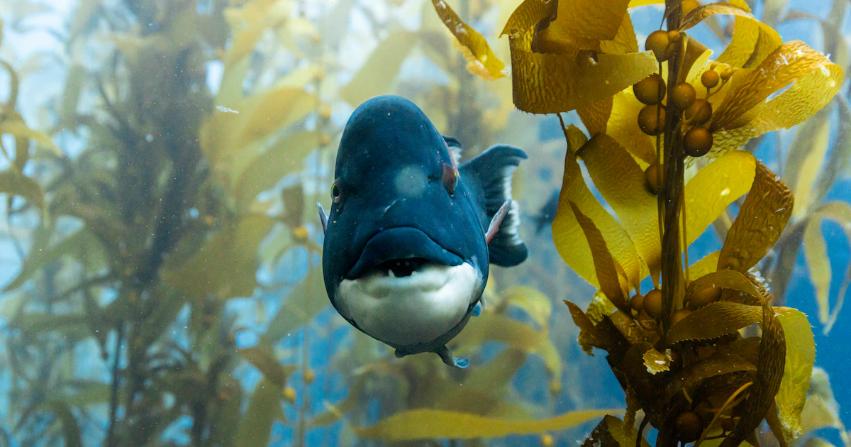 Estrenos online: crítica de "Oceanos, con David Attenborough", de Colin ...